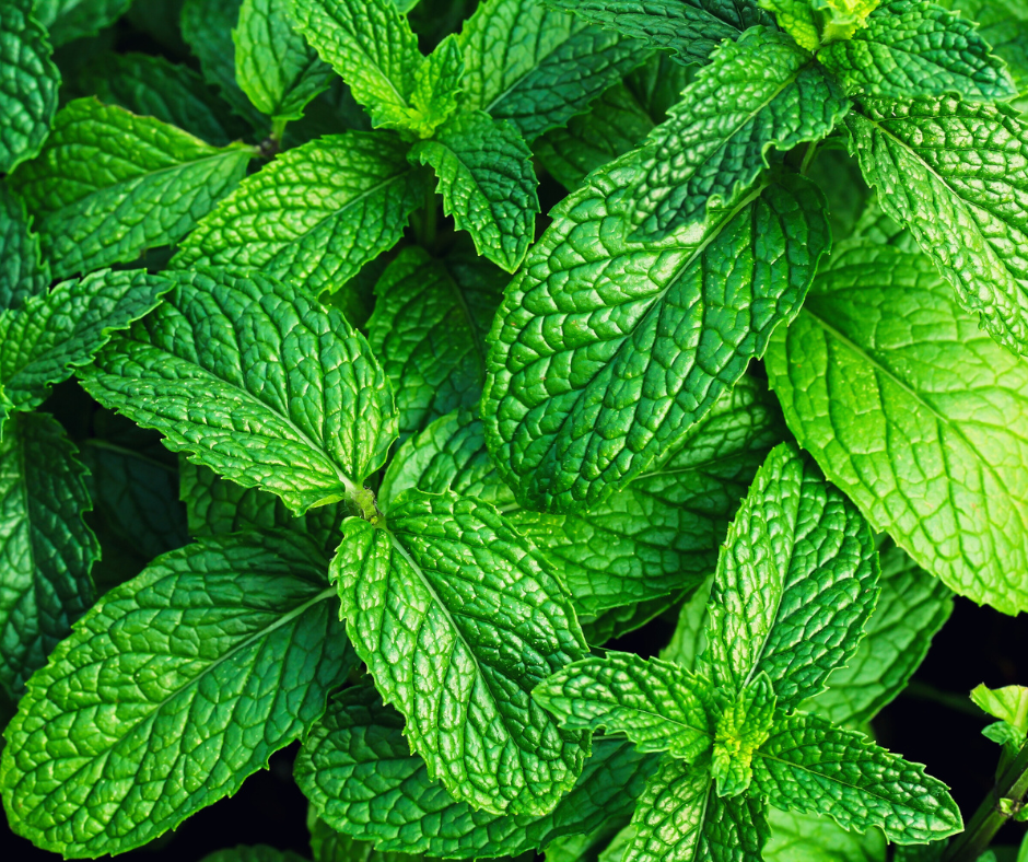 How Does Peppermint Benefit Oral Health? – Guardent